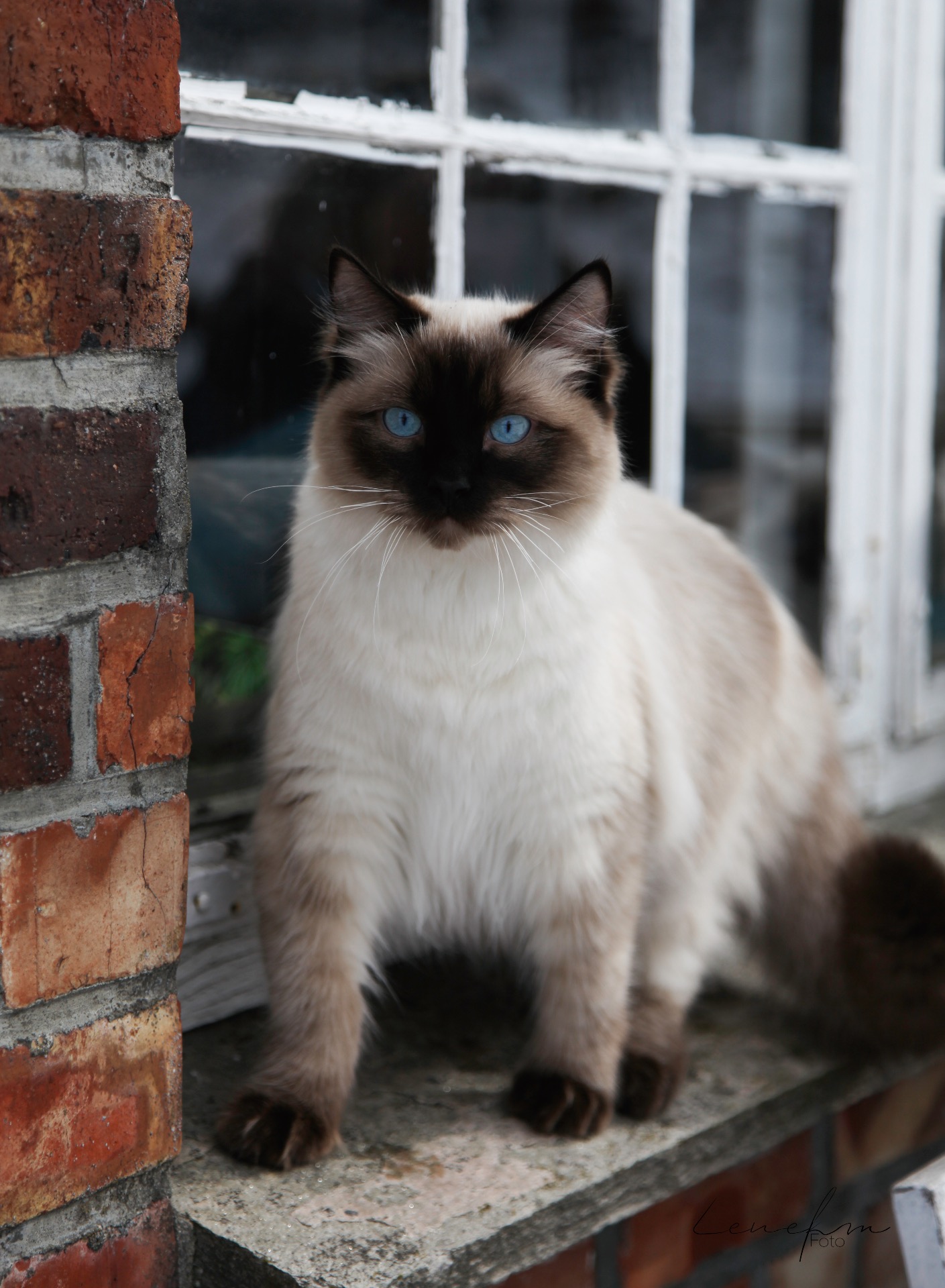 Ragdoll som rase :: Tronderdolls