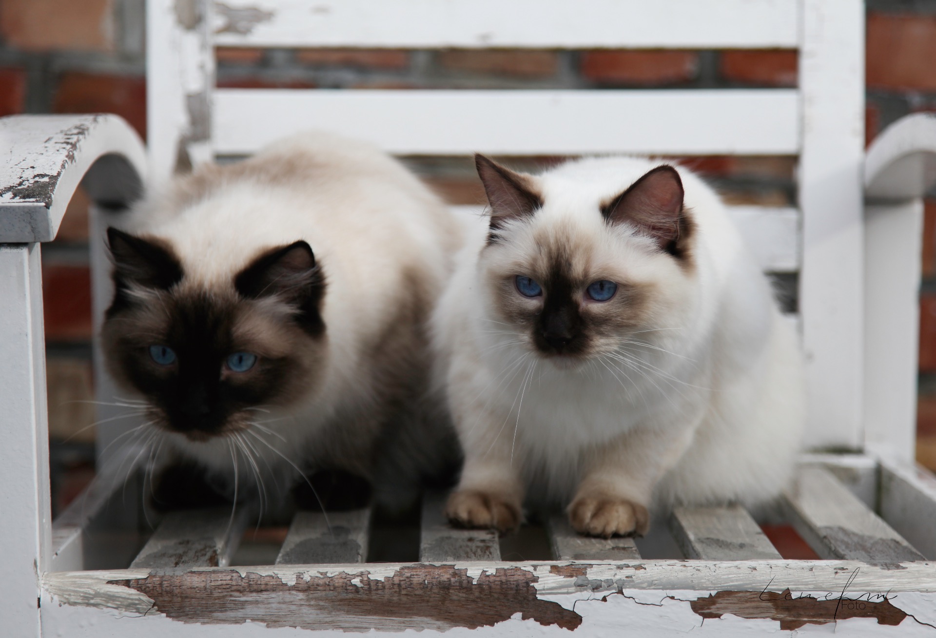 Ragdoll som rase :: Tronderdolls